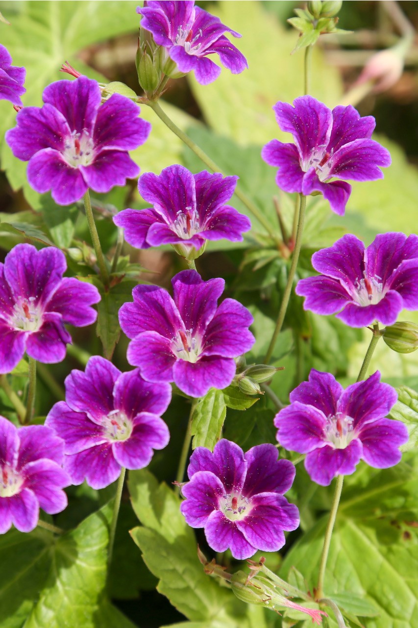 Our Assortment | Marco van Noort